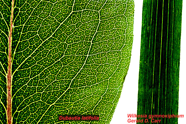 Structure of a leaf
